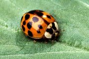 Beetle - New World Encyclopedia