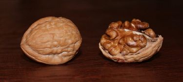 Walnut - New World Encyclopedia