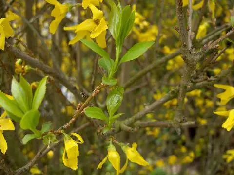 Forsythia - New World Encyclopedia