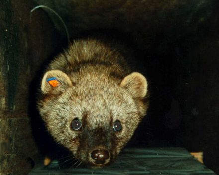 Fisher (animal) - New World Encyclopedia