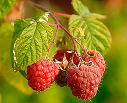 Raspberry - New World Encyclopedia