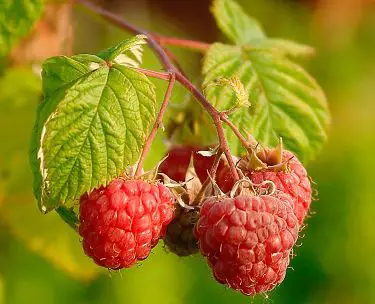 Raspberry - New World Encyclopedia