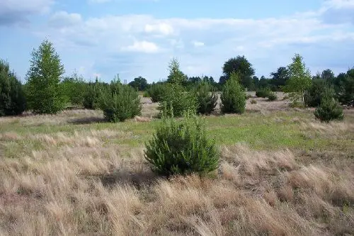 Succession (ecological) - New World Encyclopedia