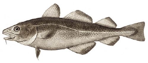 Cod - New World Encyclopedia