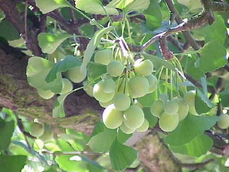 Ginkgo - New World Encyclopedia