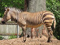 Zebra - New World Encyclopedia