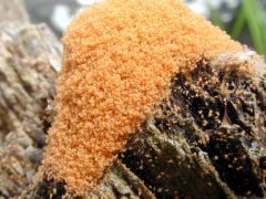 Mite - New World Encyclopedia