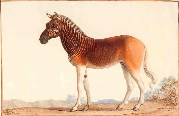 Quagga - New World Encyclopedia