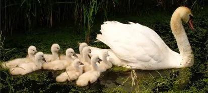 Swan - New World Encyclopedia