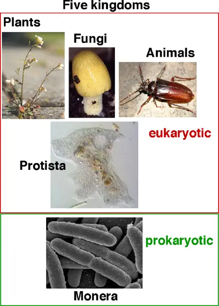 Nature - New World Encyclopedia
