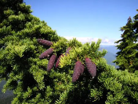 Hemlock - New World Encyclopedia