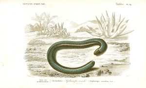 Caecilian - New World Encyclopedia