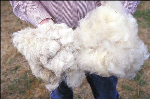 Wool - New World Encyclopedia