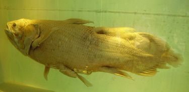 Coelacanth - New World Encyclopedia