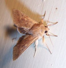 Moth - New World Encyclopedia
