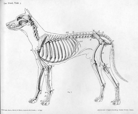 Dog - New World Encyclopedia