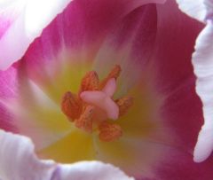 Tulip - New World Encyclopedia
