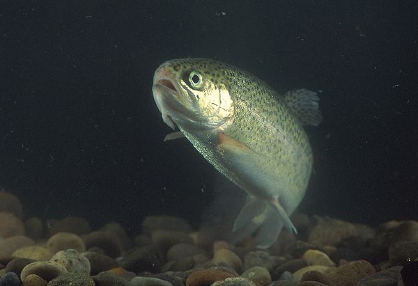 Trout - New World Encyclopedia