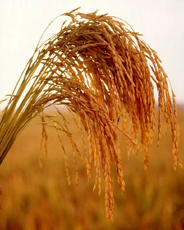 Botany - New World Encyclopedia