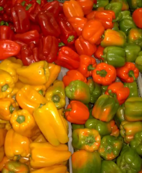 Bell pepper - New World Encyclopedia