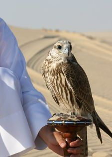 Falcon - New World Encyclopedia