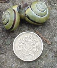 Snail - New World Encyclopedia