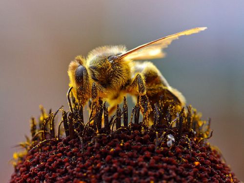 Bee - New World Encyclopedia
