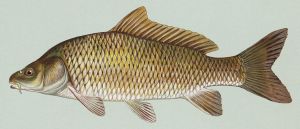 Carp - New World Encyclopedia