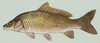Carp - New World Encyclopedia