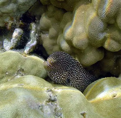 Moray eel - New World Encyclopedia