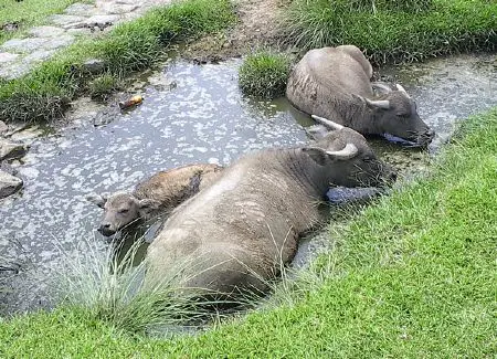 Buffalo - New World Encyclopedia