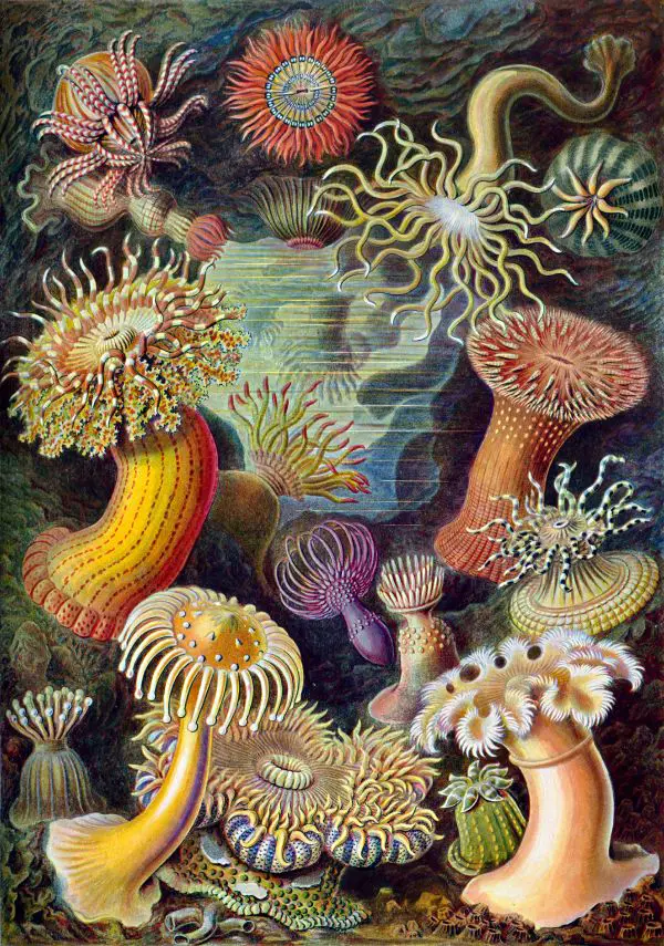 Cnidaria - New World Encyclopedia