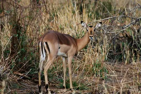 Impala - New World Encyclopedia