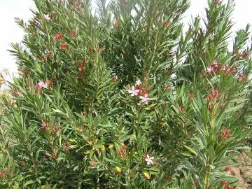 Oleander - New World Encyclopedia