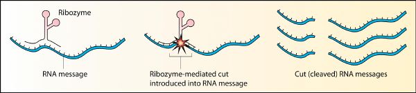 Ribozyme - New World Encyclopedia