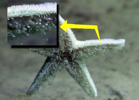 Starfish - New World Encyclopedia