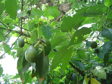 Avocado - New World Encyclopedia