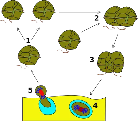 Dinoflagellate - New World Encyclopedia
