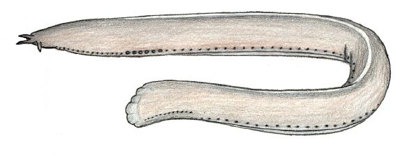 Hagfish - New World Encyclopedia
