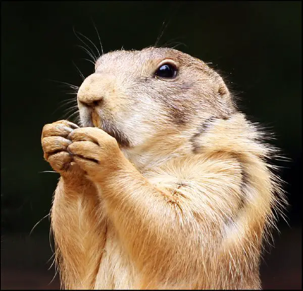 Prairie dog - New World Encyclopedia