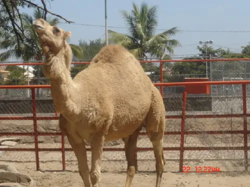 Camel - New World Encyclopedia