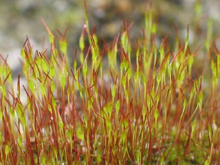 Moss - New World Encyclopedia