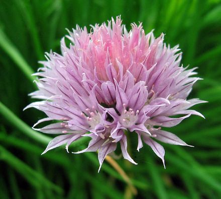 Chives - New World Encyclopedia
