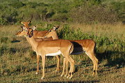 Impala - New World Encyclopedia