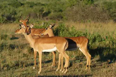 Antelope - New World Encyclopedia