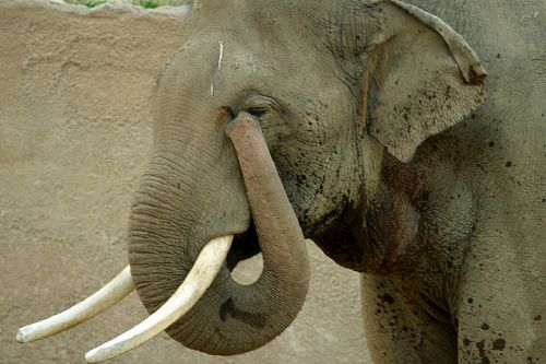 Elephant - New World Encyclopedia