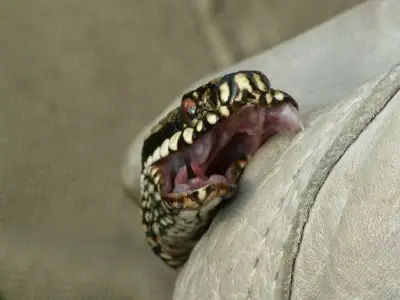Snake - New World Encyclopedia
