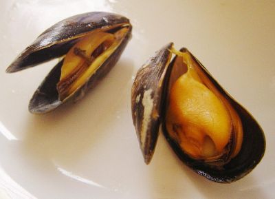 Mussel - New World Encyclopedia