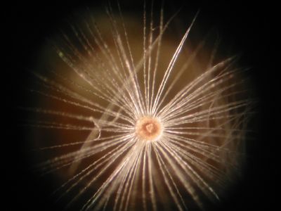 Dandelion - New World Encyclopedia