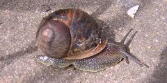 Snail - New World Encyclopedia